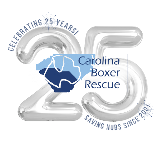 25 Years of Carolina Boxer Rescue: Then, Now, and Everything In Between ...